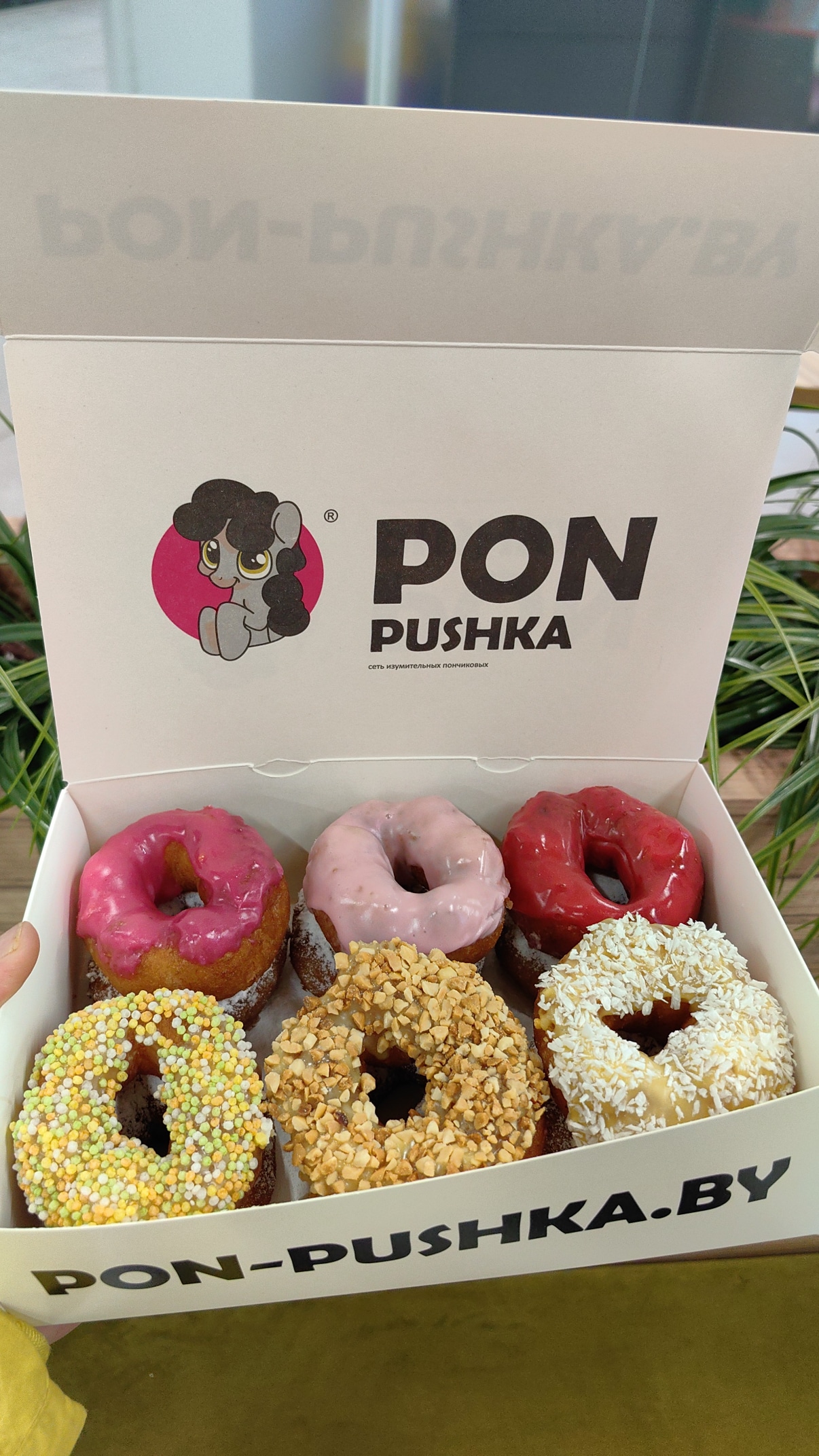 Смотрите какая акция: БигБоксы из 12 и 24 пончиков в "PON-PUSHKA" со скидкой до 50% от Slivki.by!